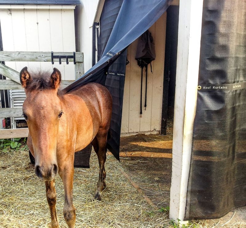 Kool Kurtains 36in Panel Black– Horse.com