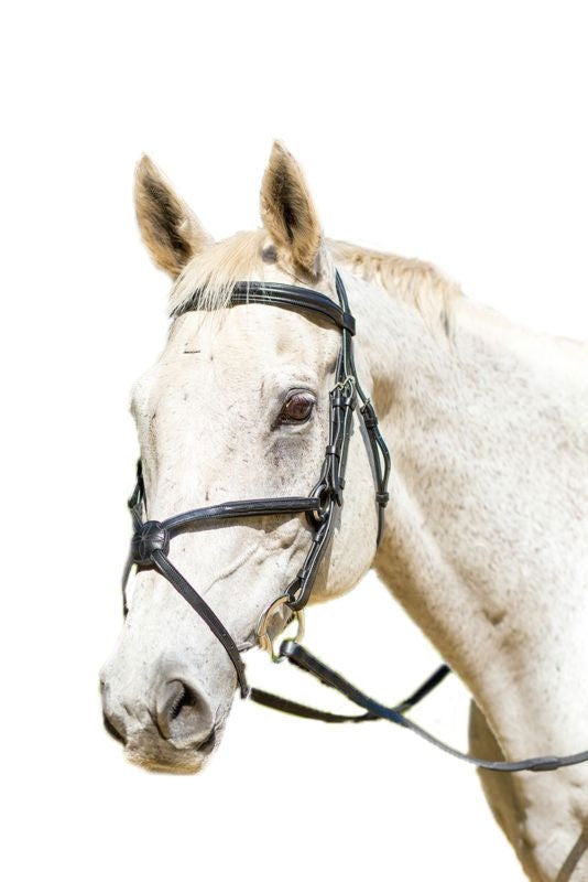 Shires Avignon Woodside Bridle– Horse.com