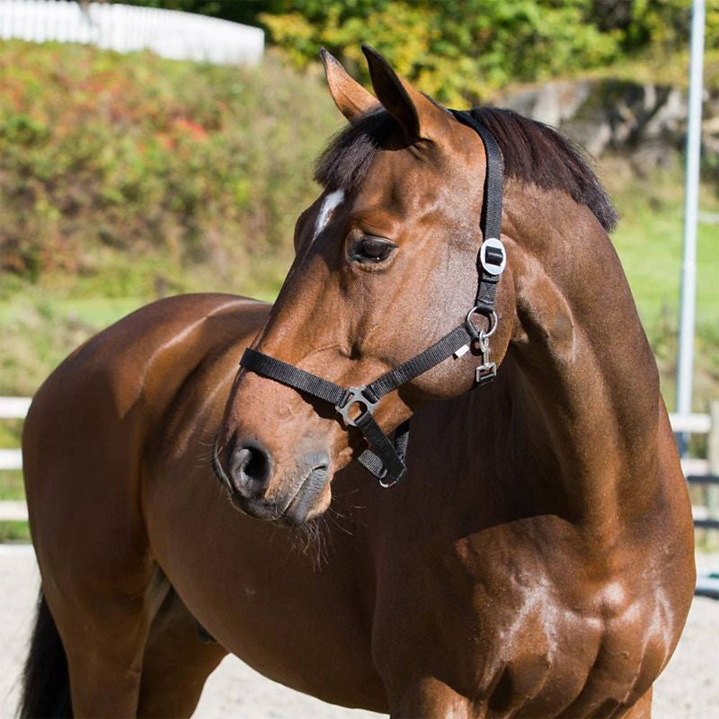 Horze Basic Halter– Horse.com