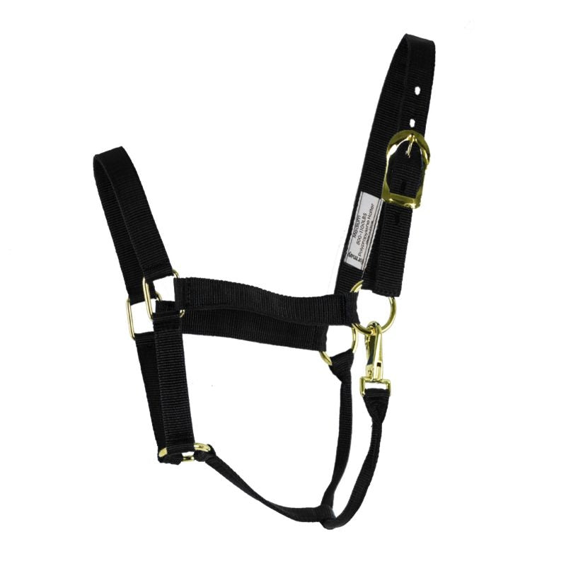 Basic 2-Ply Halter with Snap– Horse.com